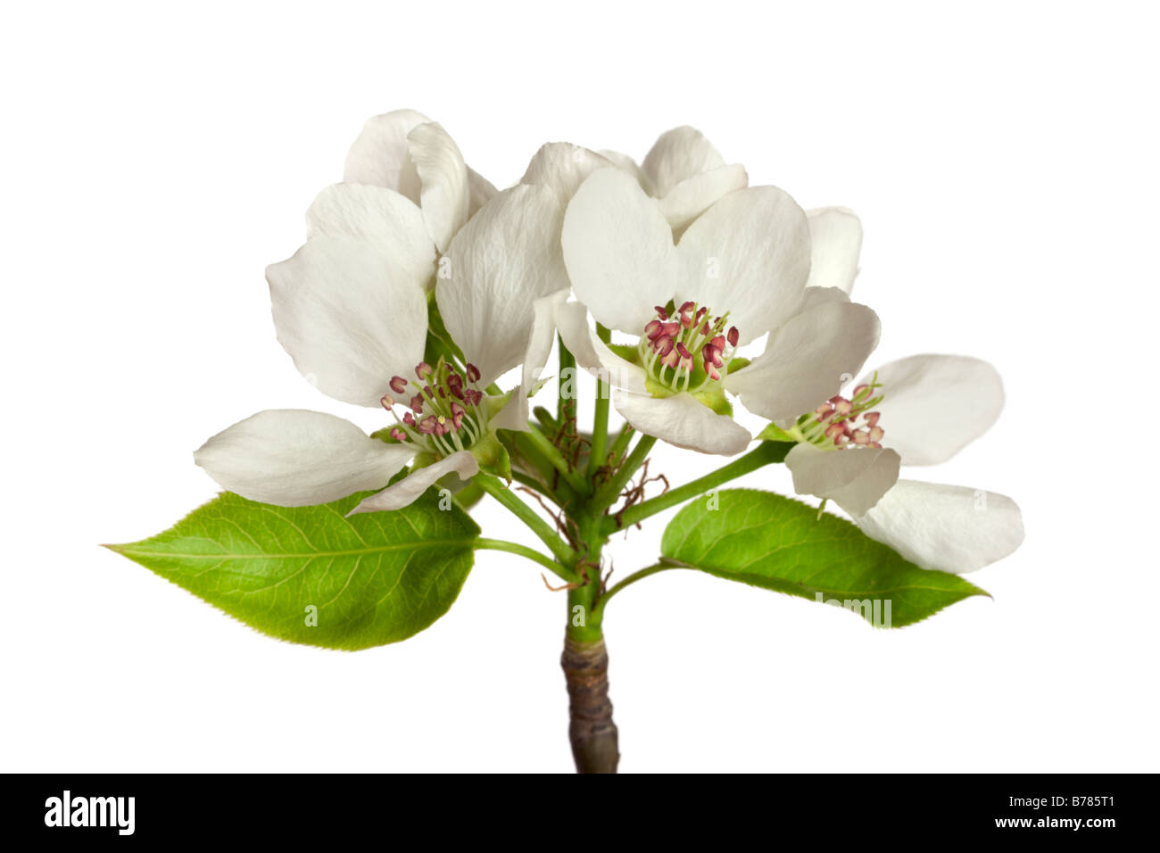 inflorescence of apple flowers isolated on white Stock Photo - Alamy