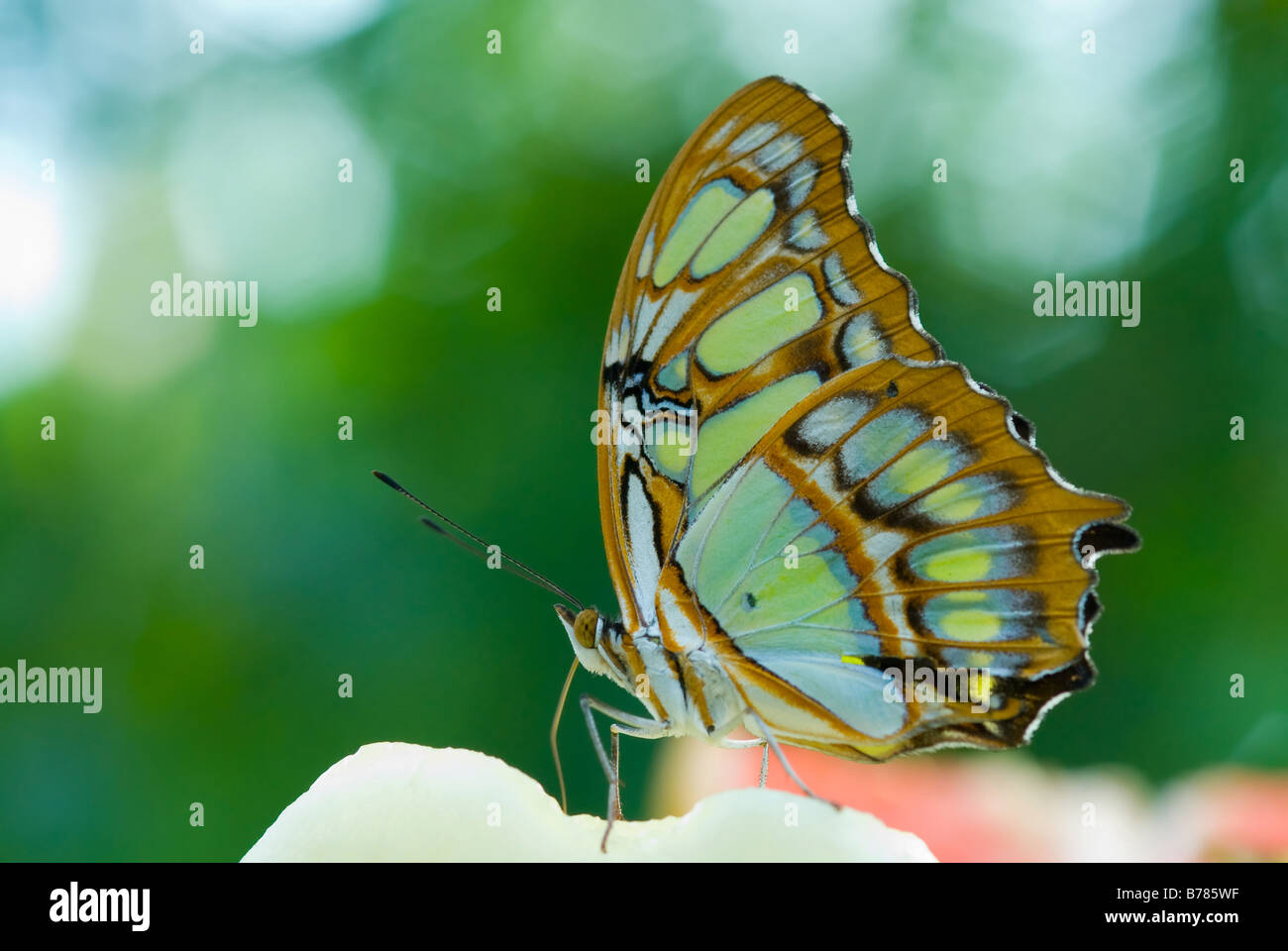 Simple butterfly design hi-res stock photography and images - Alamy