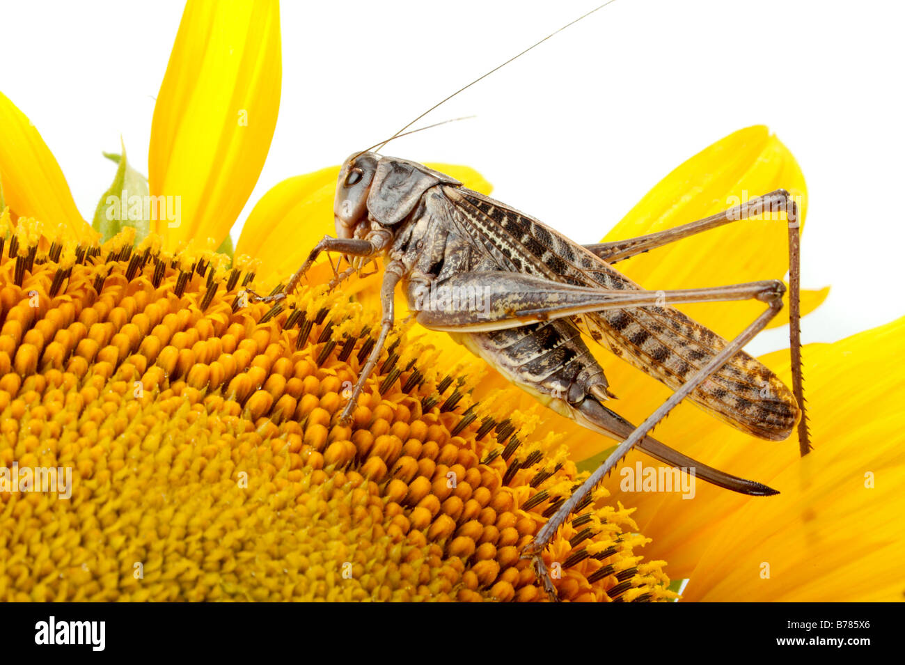 Photographing of a large locust in studio conditions Stock Photo - Alamy
