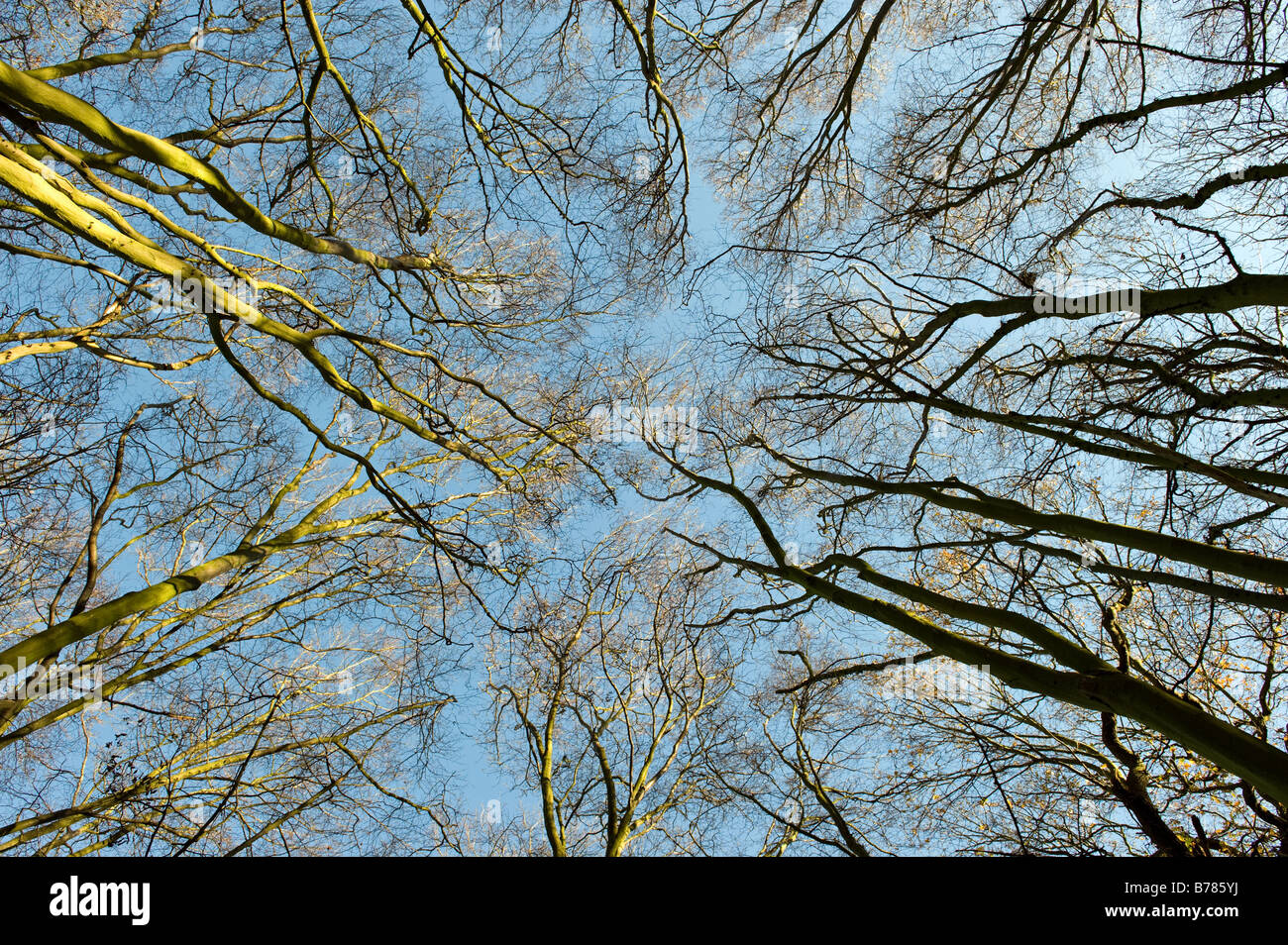 Canopy of tree tops hi-res stock photography and images - Alamy