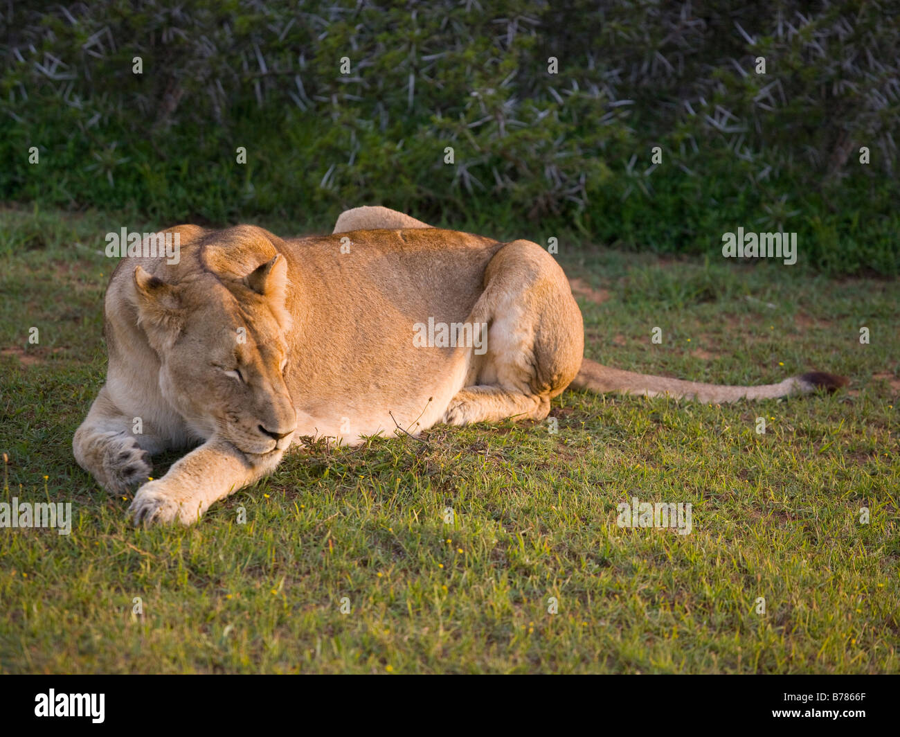 Lioness sleeping at sunset Stock Photo - Alamy