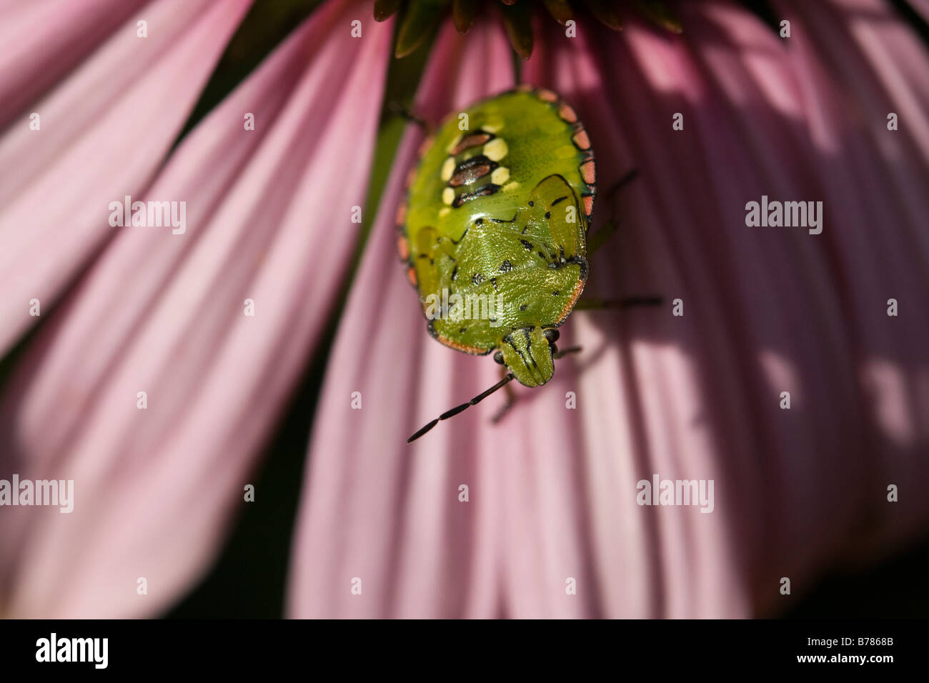 Shield beetle hi-res stock photography and images - Alamy