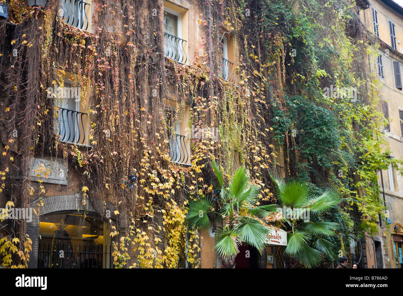 Ivy covered wall on Roman street in Rome italy Stock Photo - Alamy