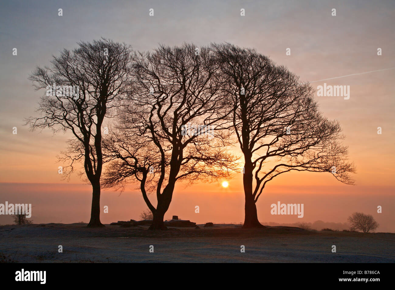 A group of beech trees called the Seven Sister's silhouetted at sunrise ...