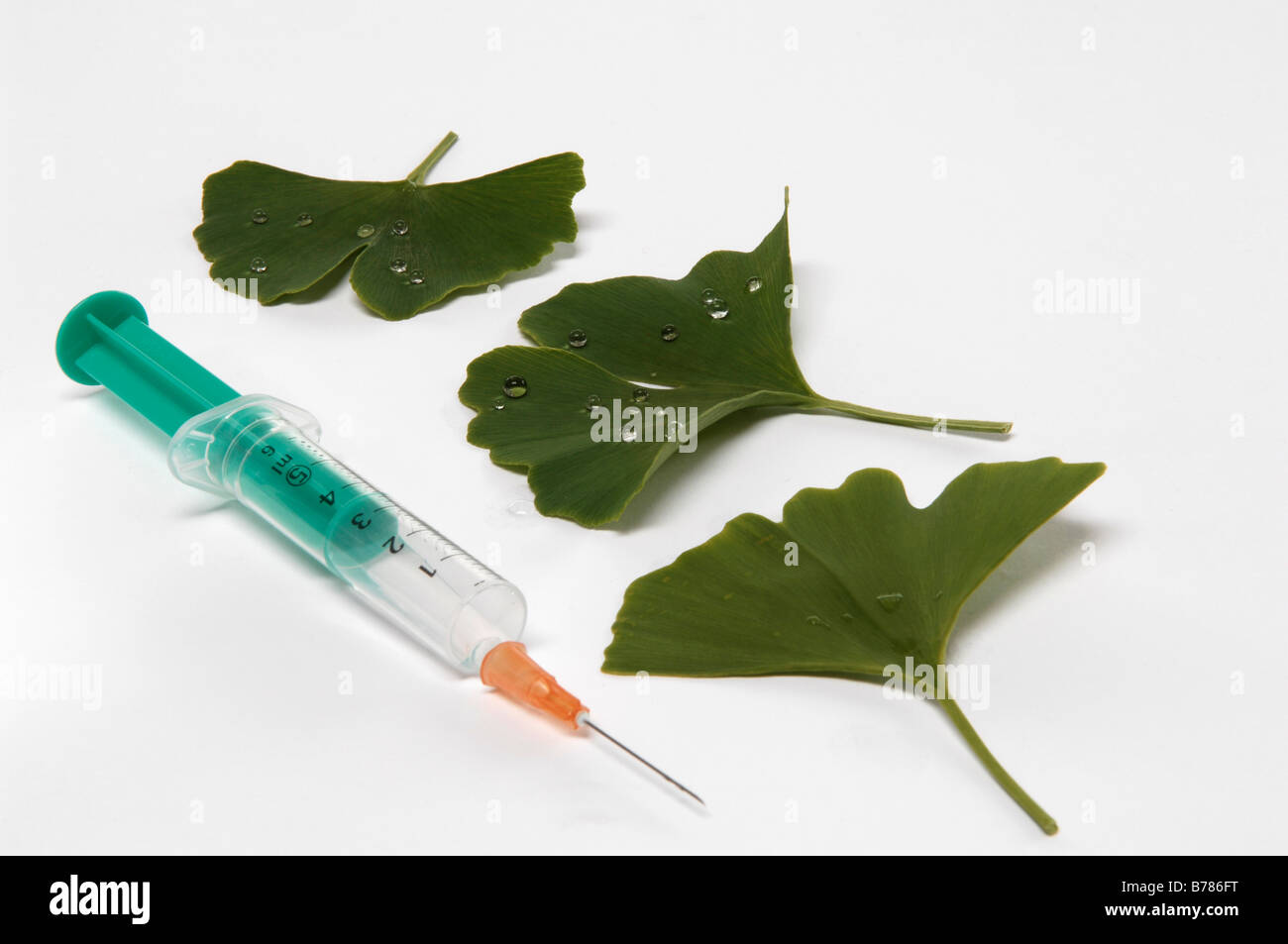 Gingko, Medicinal plant and syringe, close up Stock Photo - Alamy