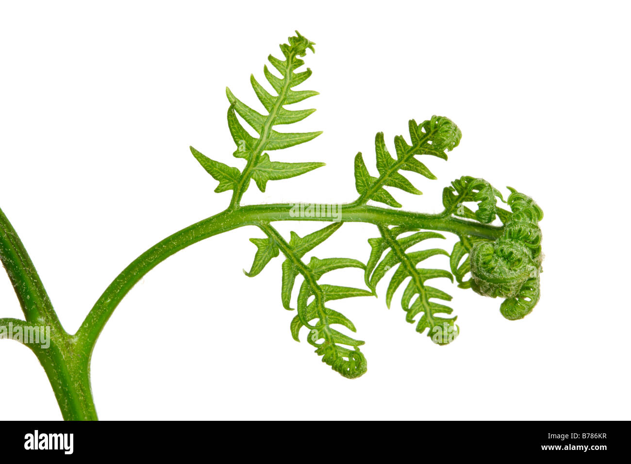 Leaf of new fern on a white Stock Photo - Alamy