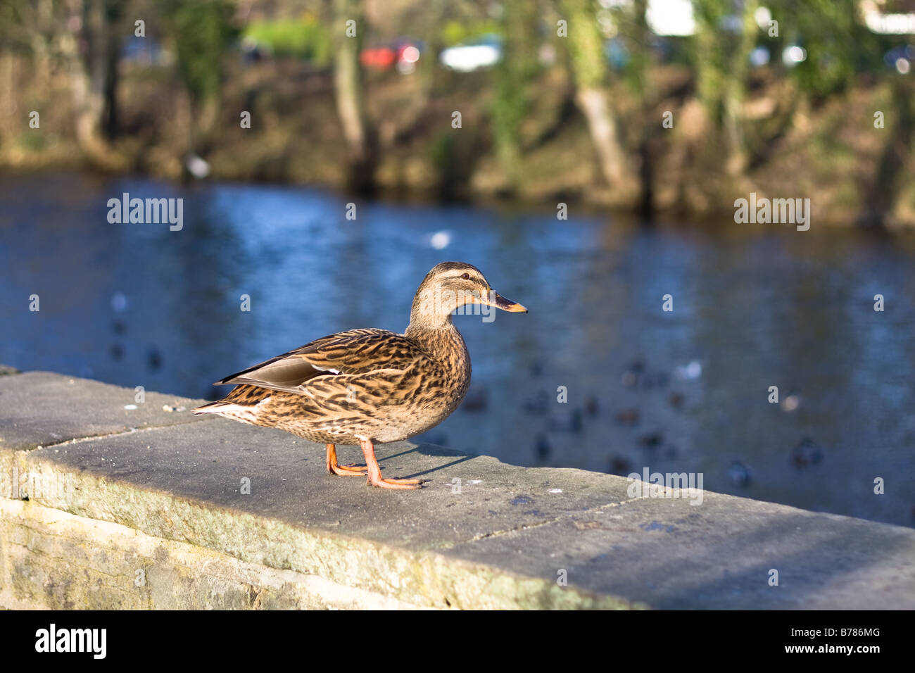 Wall perches hi-res stock photography and images - Alamy