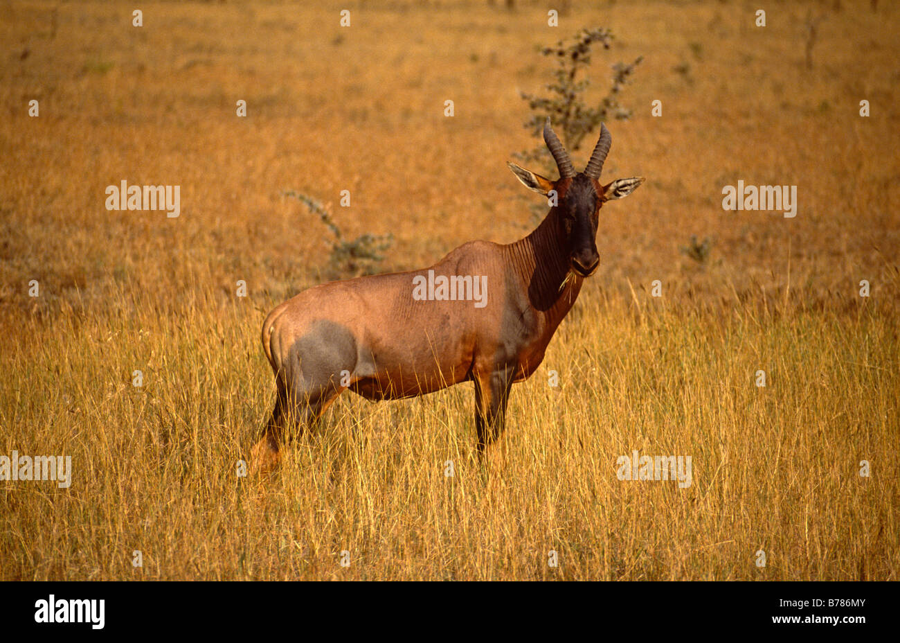 Tsessebe Damaliscus korrigum Antelope resembling hartebeest only much ...
