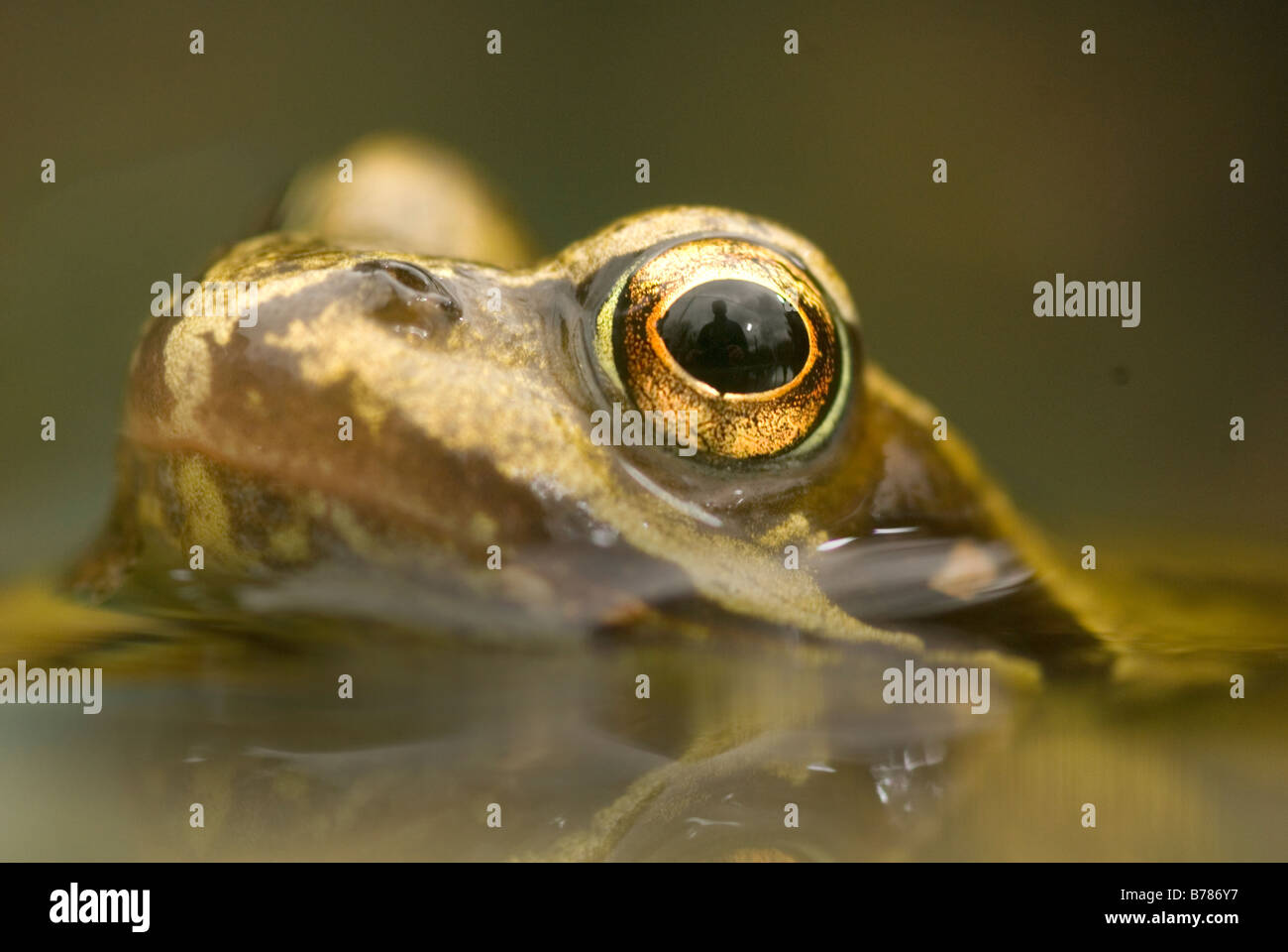 Head of Common Frog Stock Photo - Alamy