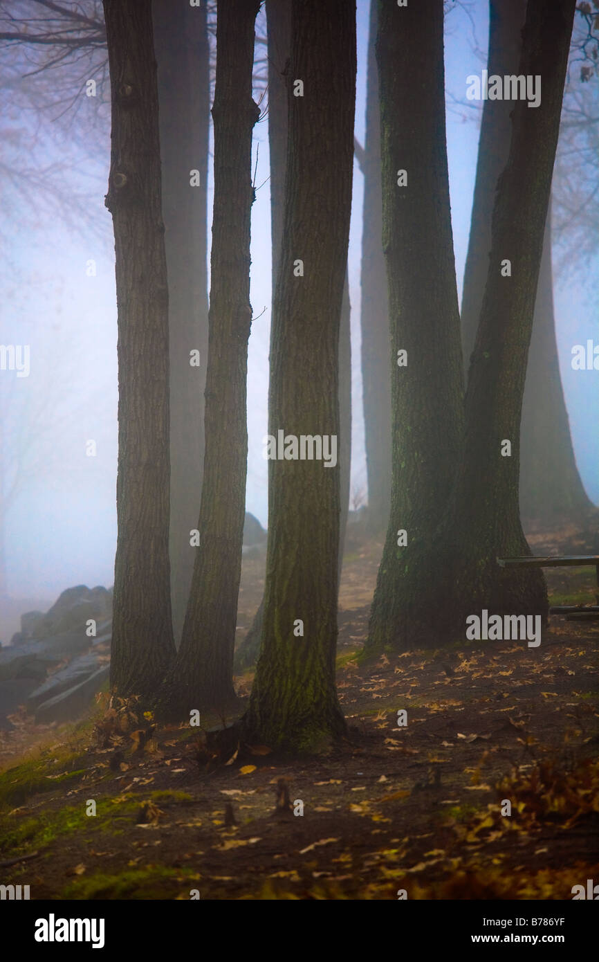 Trees in the mist Stock Photo - Alamy