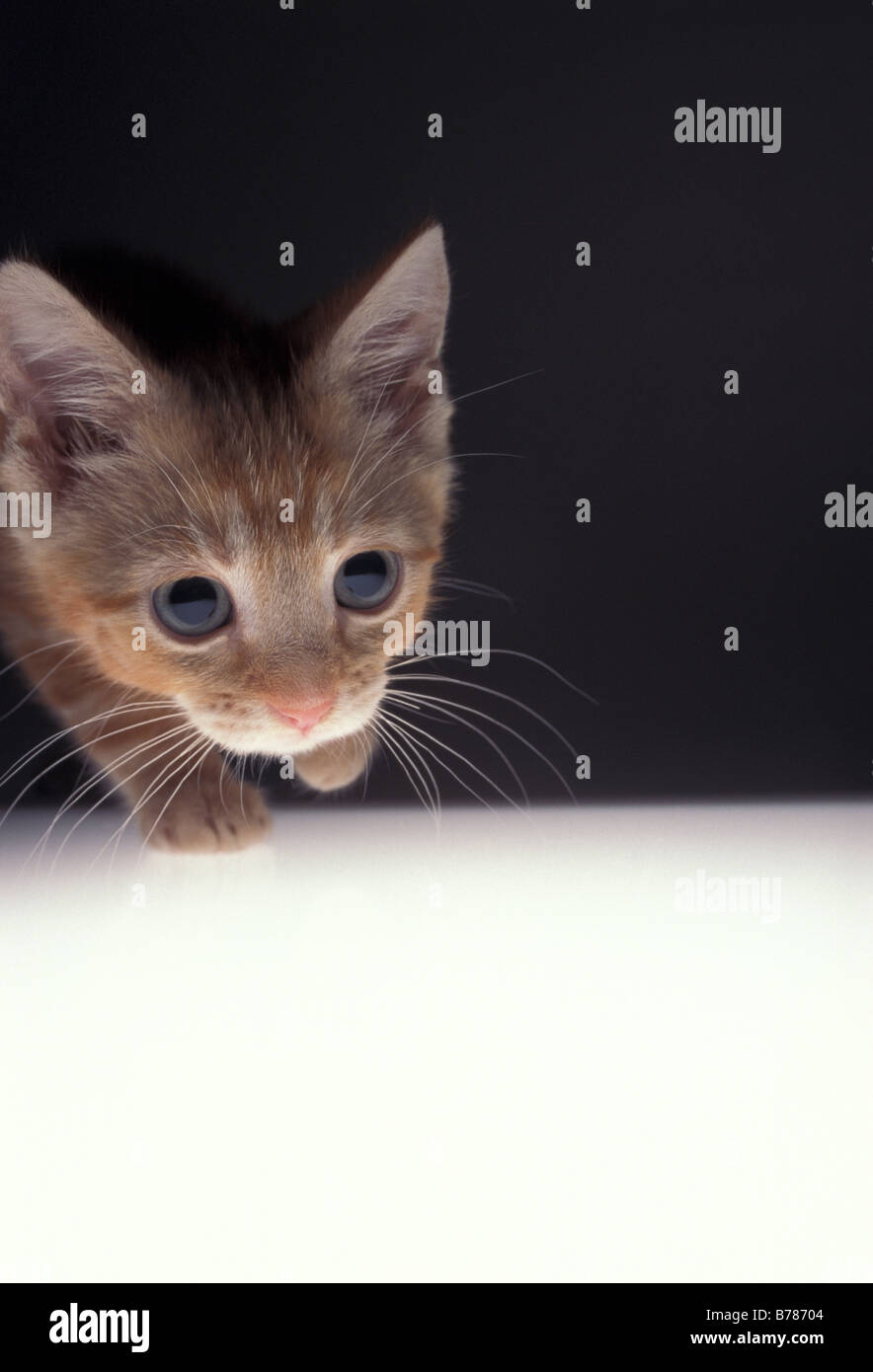 Pouncing cat hi-res stock photography and images - Alamy