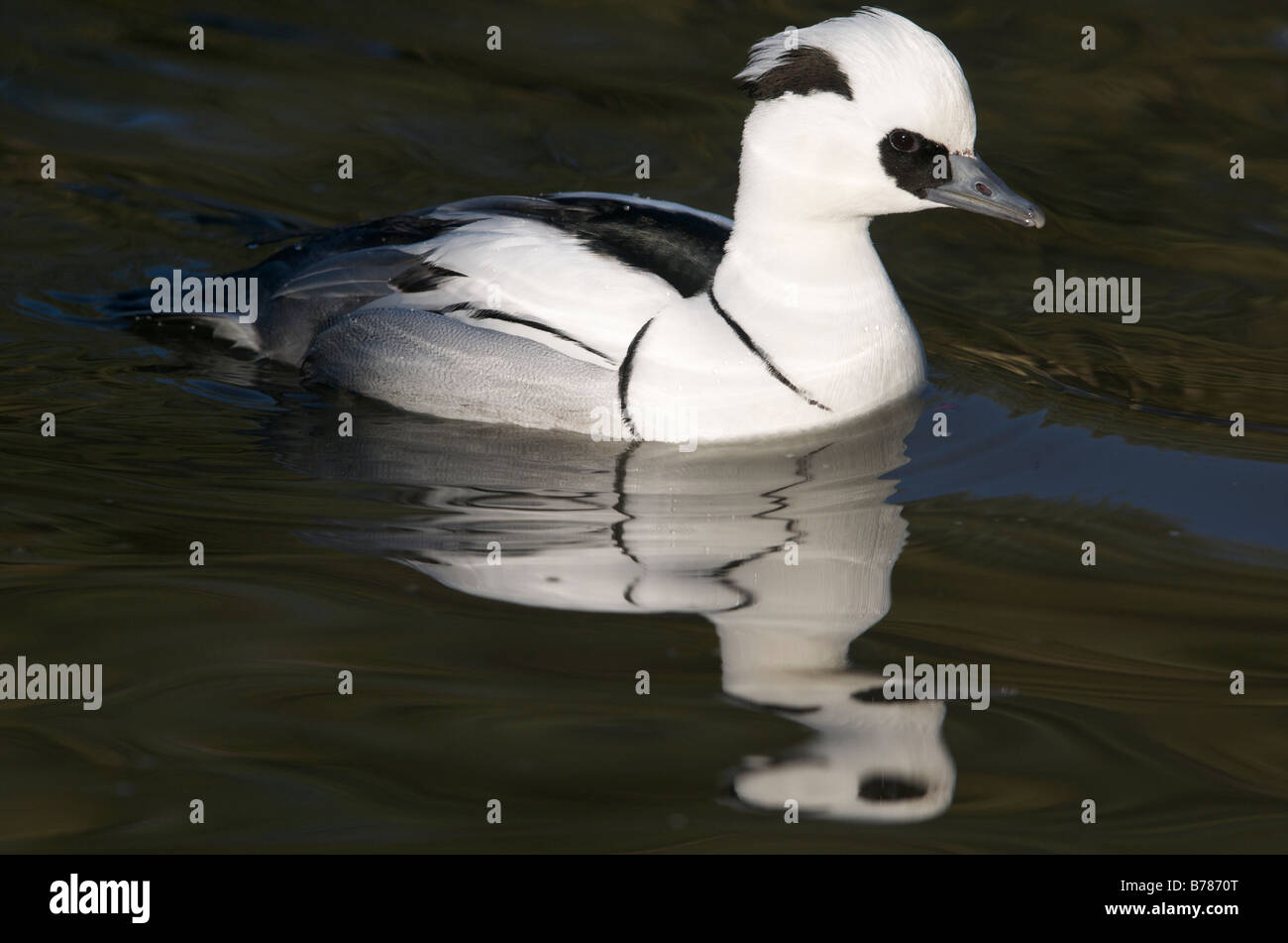captive male smew Stock Photo - Alamy