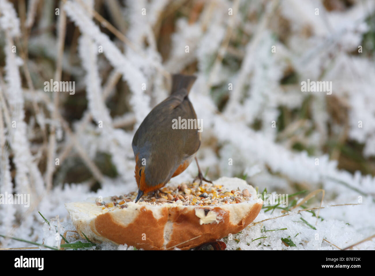 Robin eating hi-res stock photography and images - Alamy