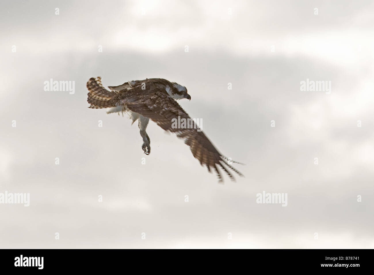 Flying osprey hi-res stock photography and images - Alamy