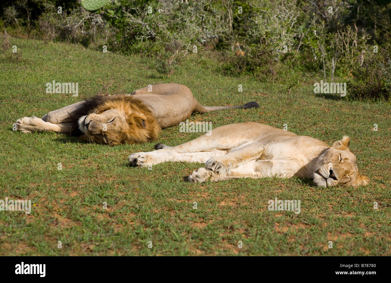 Lion and Lioness sleeping Stock Photo - Alamy