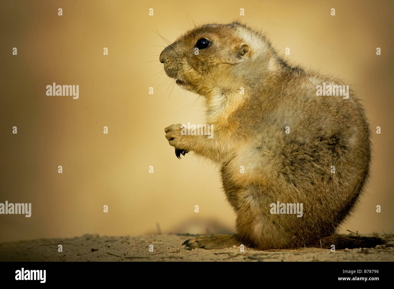 cute prairie dog Stock Photo - Alamy