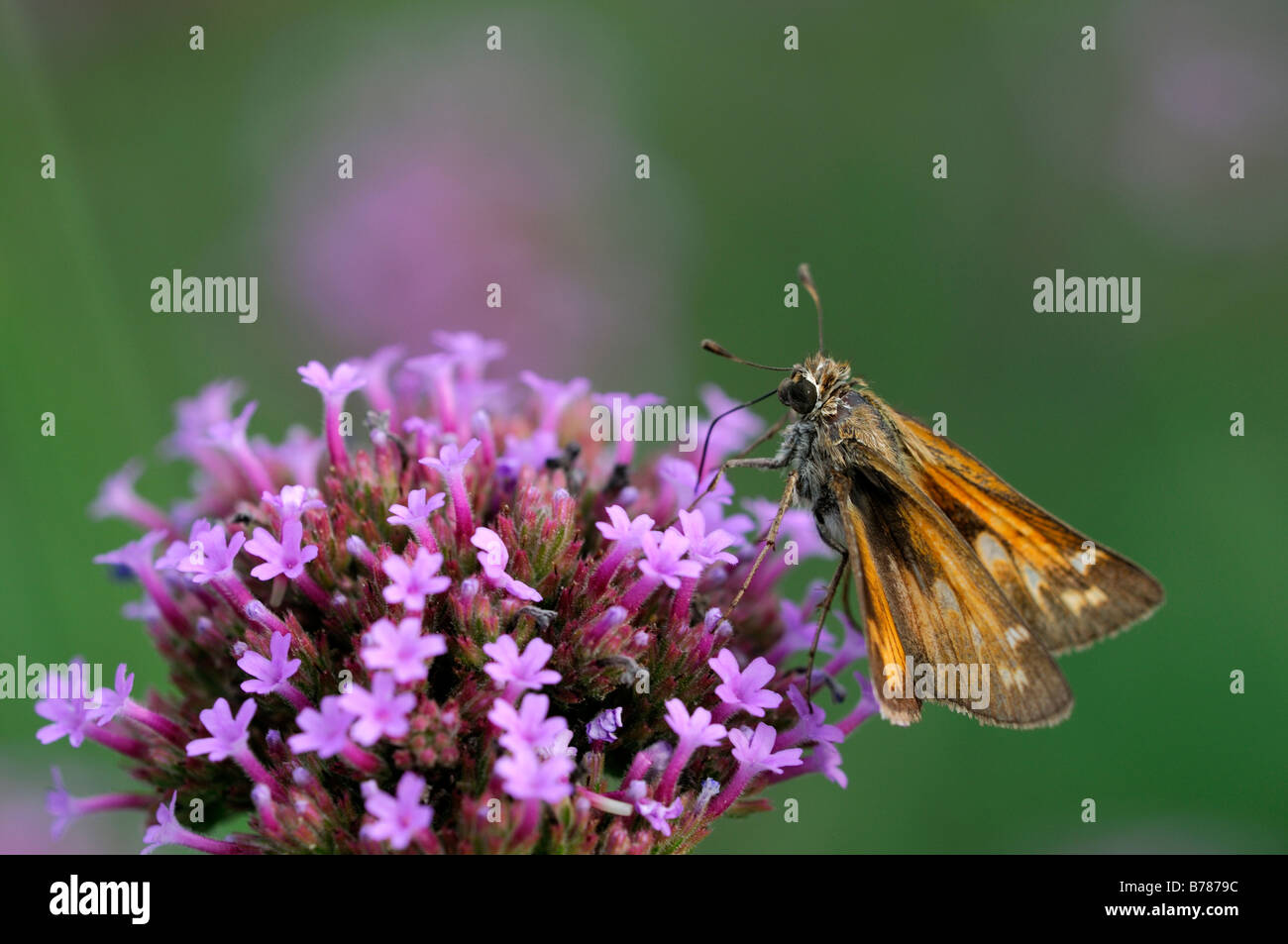 Peck's Skipper Polites peckius feeding verbana bonariensis butterfly ...