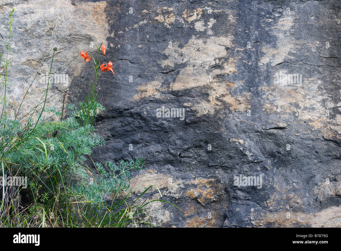 Rock lily hi-res stock photography and images - Alamy