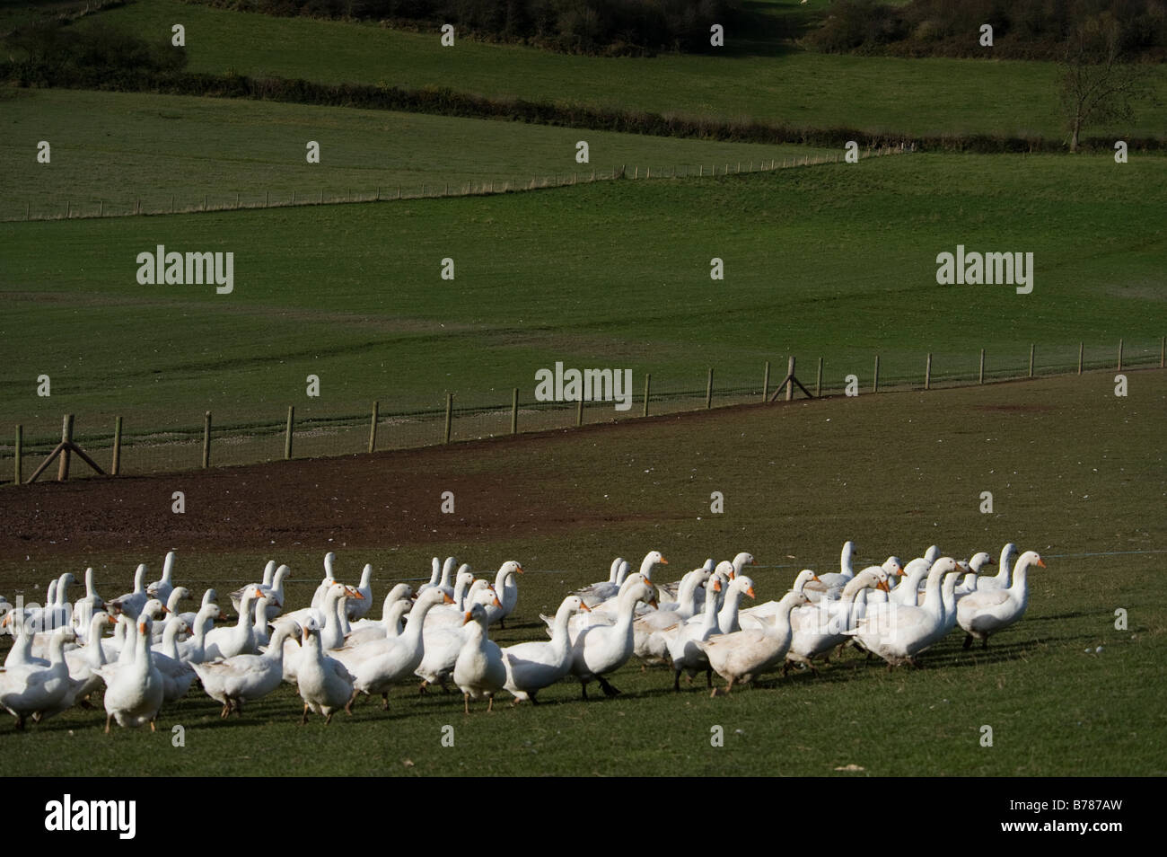 Poultry farming free range hi-res stock photography and images - Alamy