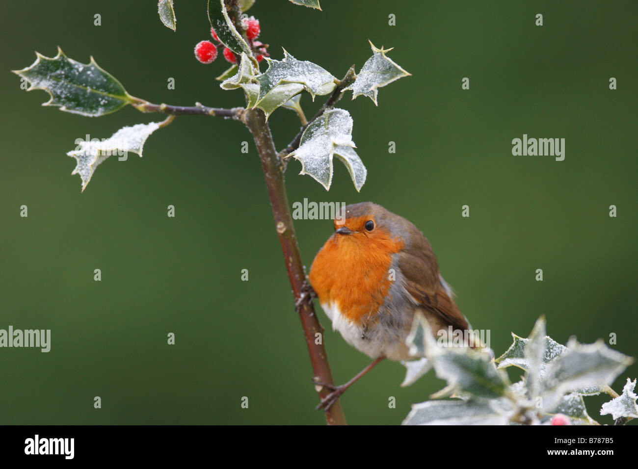 Robin on holly hi-res stock photography and images - Alamy