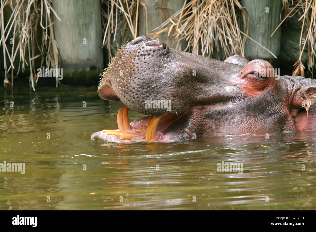 Pygmy hippo teeth hi-res stock photography and images - Alamy