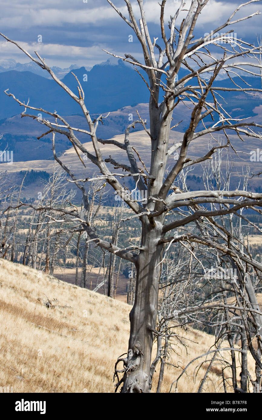 Bare trees stand in front of the Yellowstone landscape Stock Photo - Alamy