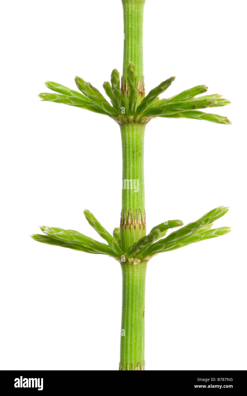 macro of fresh horsetail isolated on white Stock Photo - Alamy