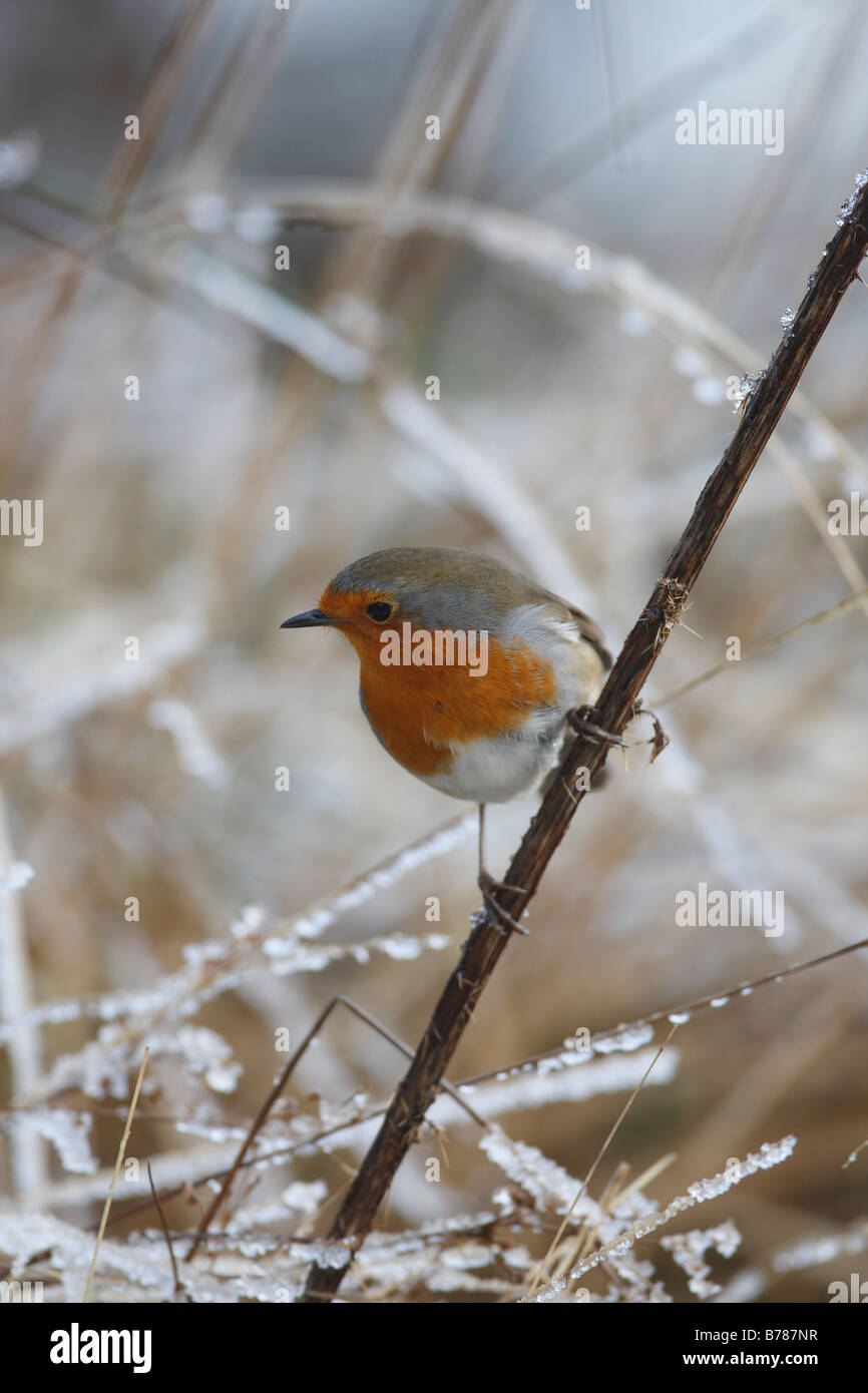Thistle stalk hi-res stock photography and images - Alamy