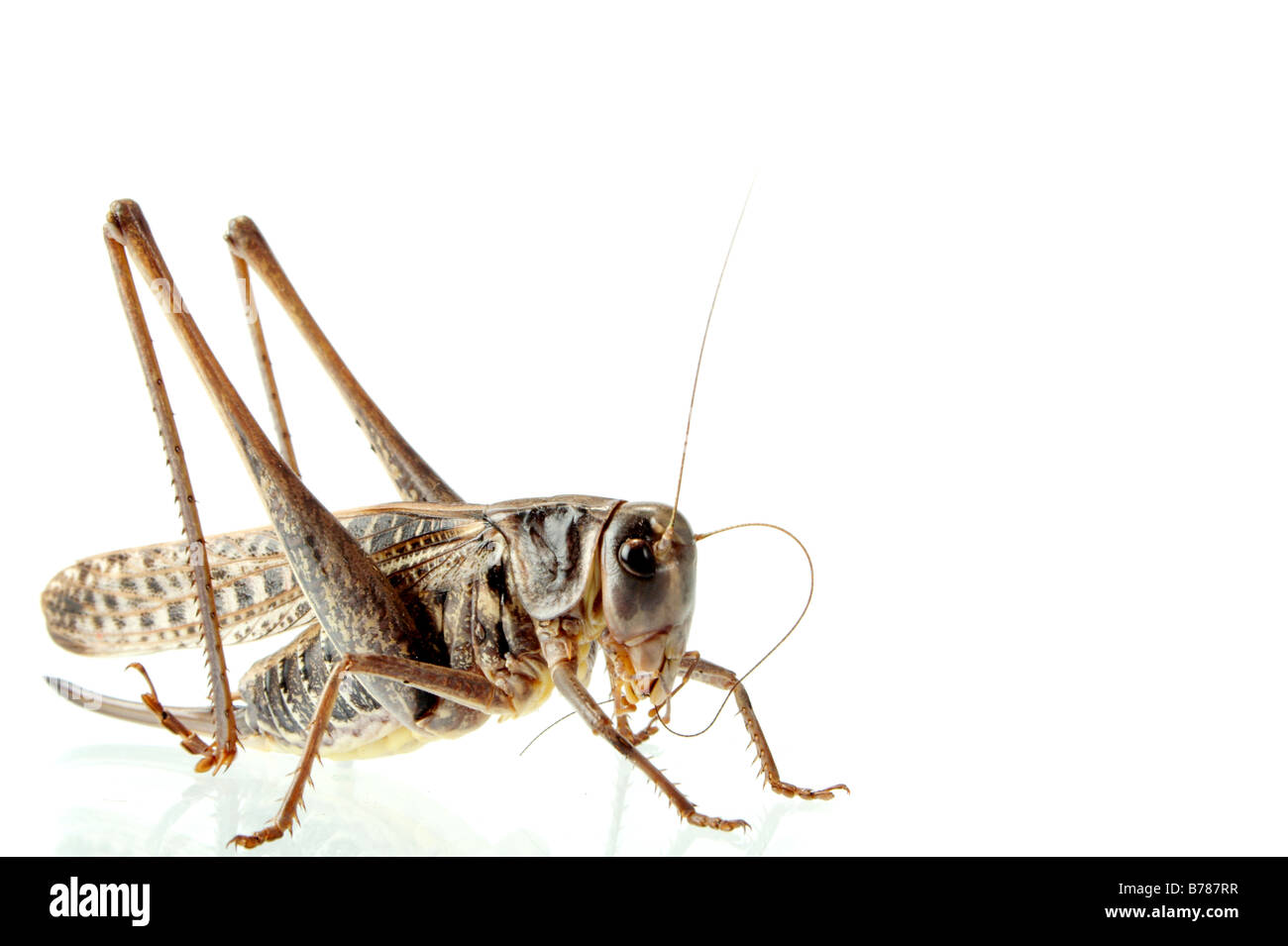 Photographing insects hi-res stock photography and images - Alamy