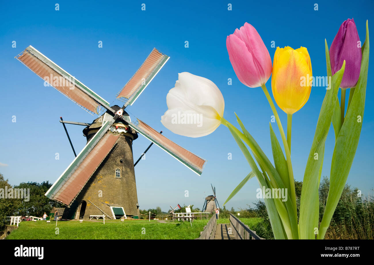 Dutch windmill and colorful tulips Stock Photo - Alamy