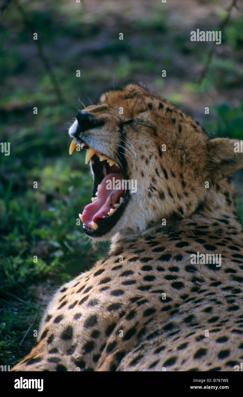 Tearing flesh hi-res stock photography and images - Alamy