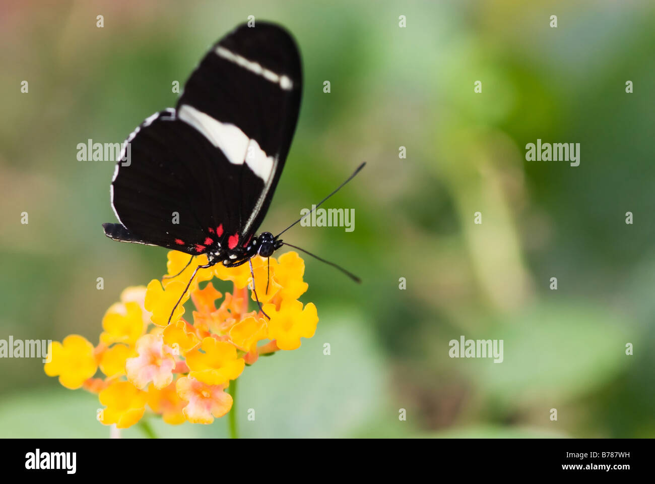 close up of a beautiful butterfly Stock Photo - Alamy