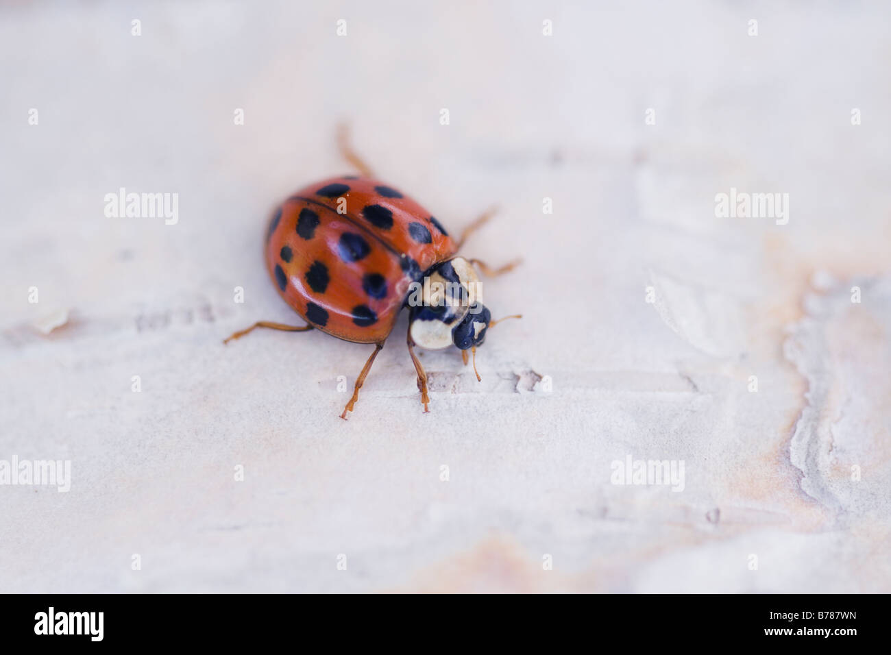 Ladybug on bark hi-res stock photography and images - Alamy