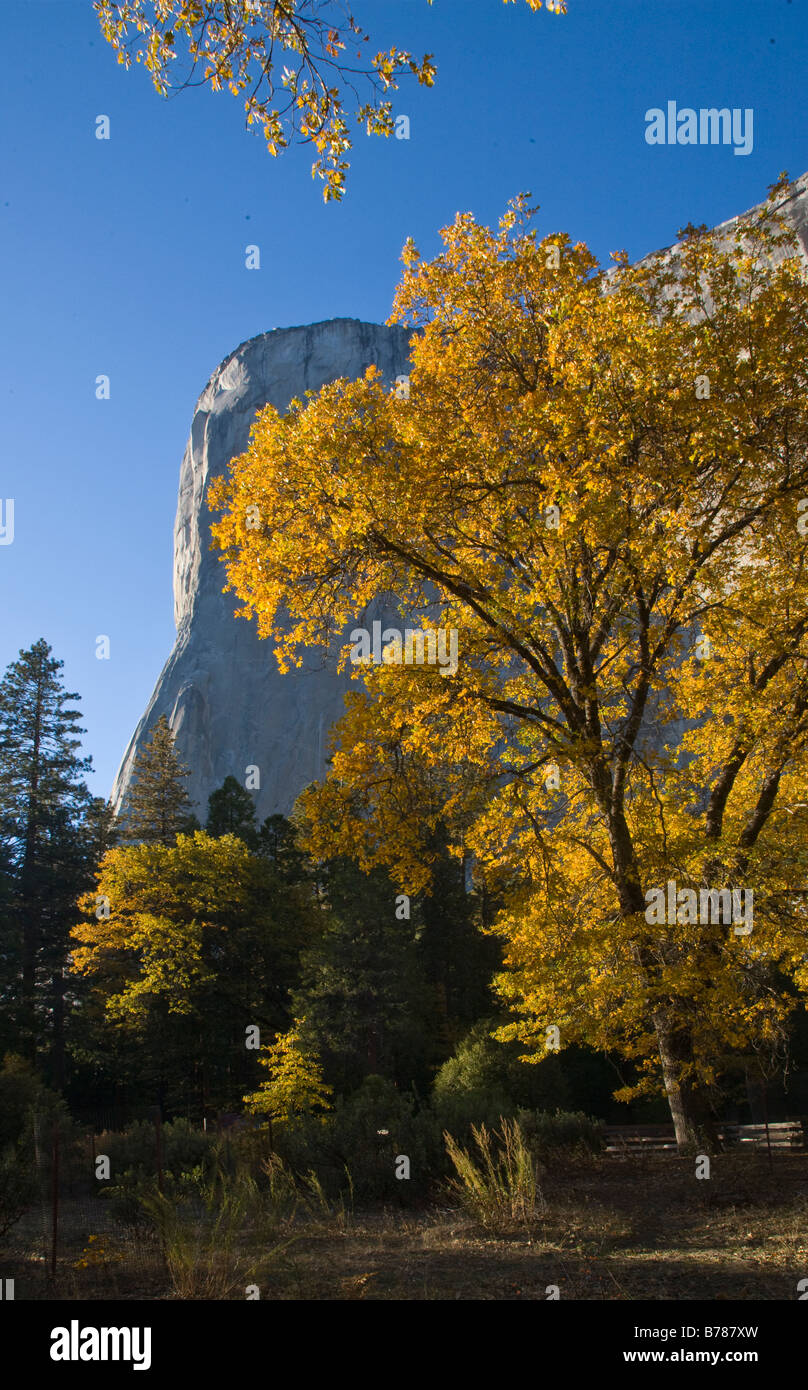 EL CAPITAN and trees in autumn YOSEMITE NATIONAL PARK CALIFORINA Stock ...