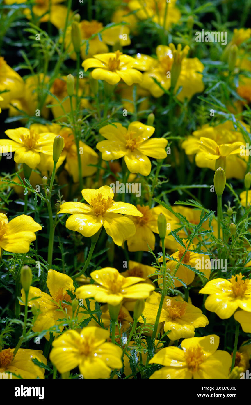 Tagetes Tenuifolia 'Lemon Gem' signata pumila Signet Marigold yellow ...