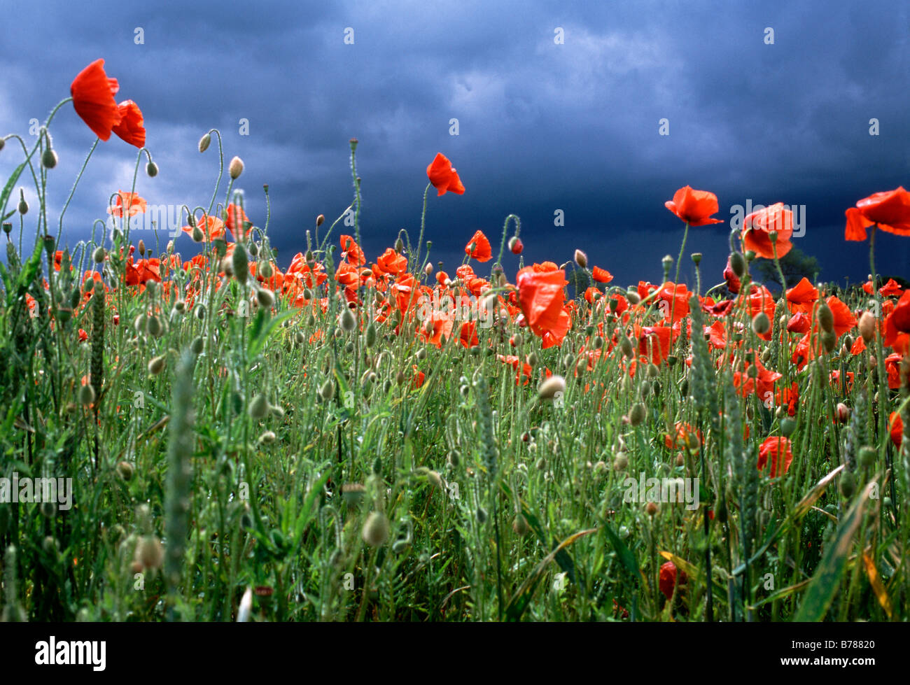 Poppy field in Norfolk UK Stock Photo - Alamy