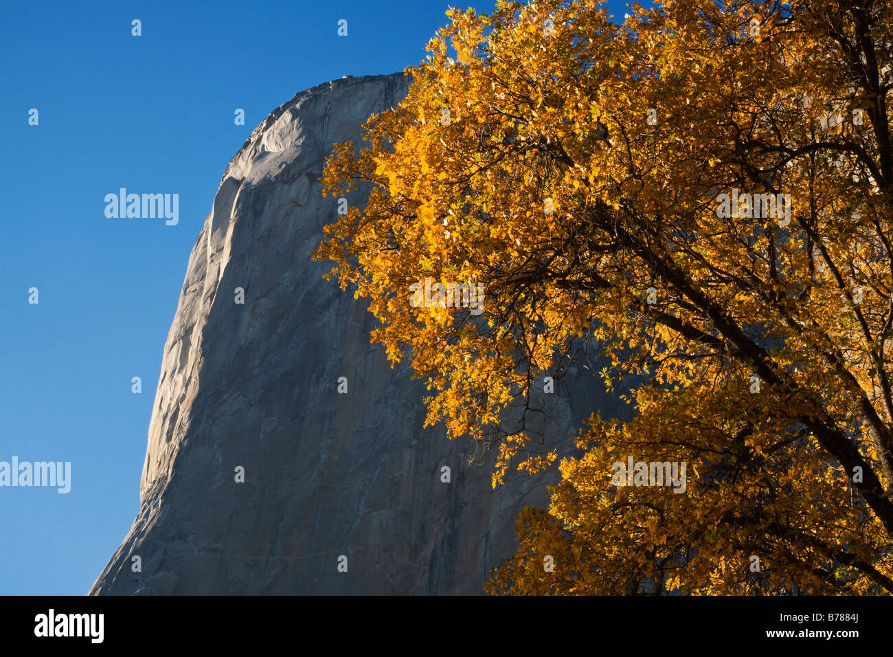 EL CAPITAN and a LIVE OAK TREE in autumn YOSEMITE NATIONAL PARK ...