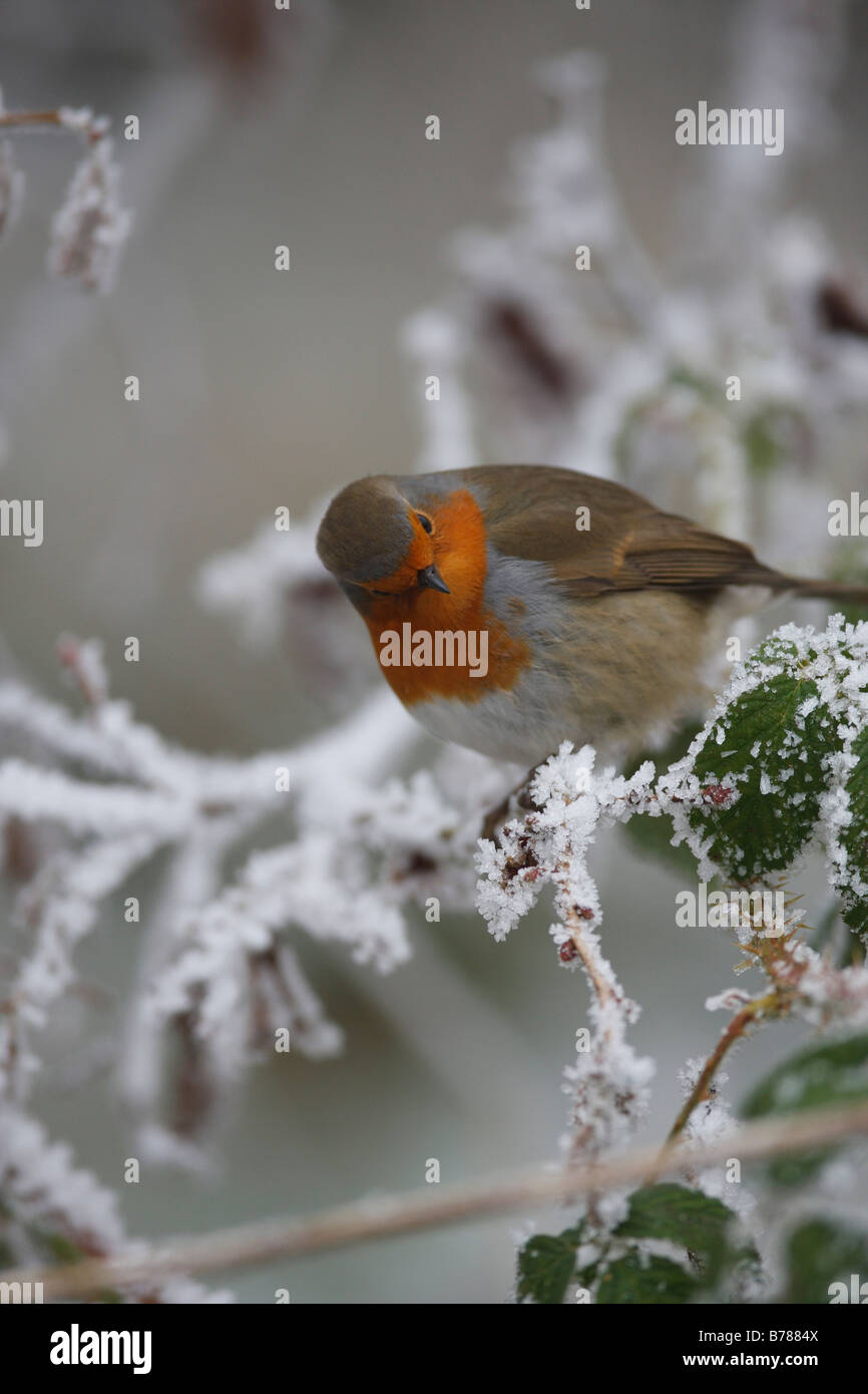 Frosted bramble hi-res stock photography and images - Alamy