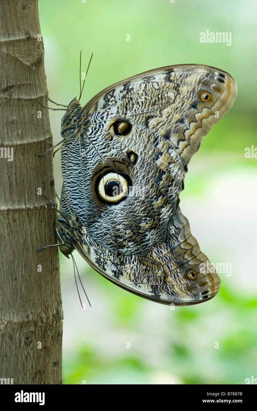 Two Beautiful Butterflies