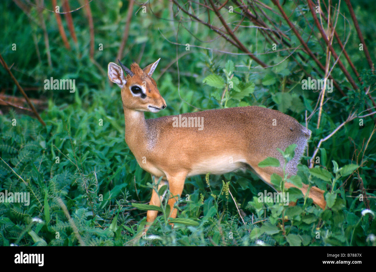 Great Rift Valley Sopa Kirk's Dik Dik Small antelope Madoqua kirkii In long grass Green ...