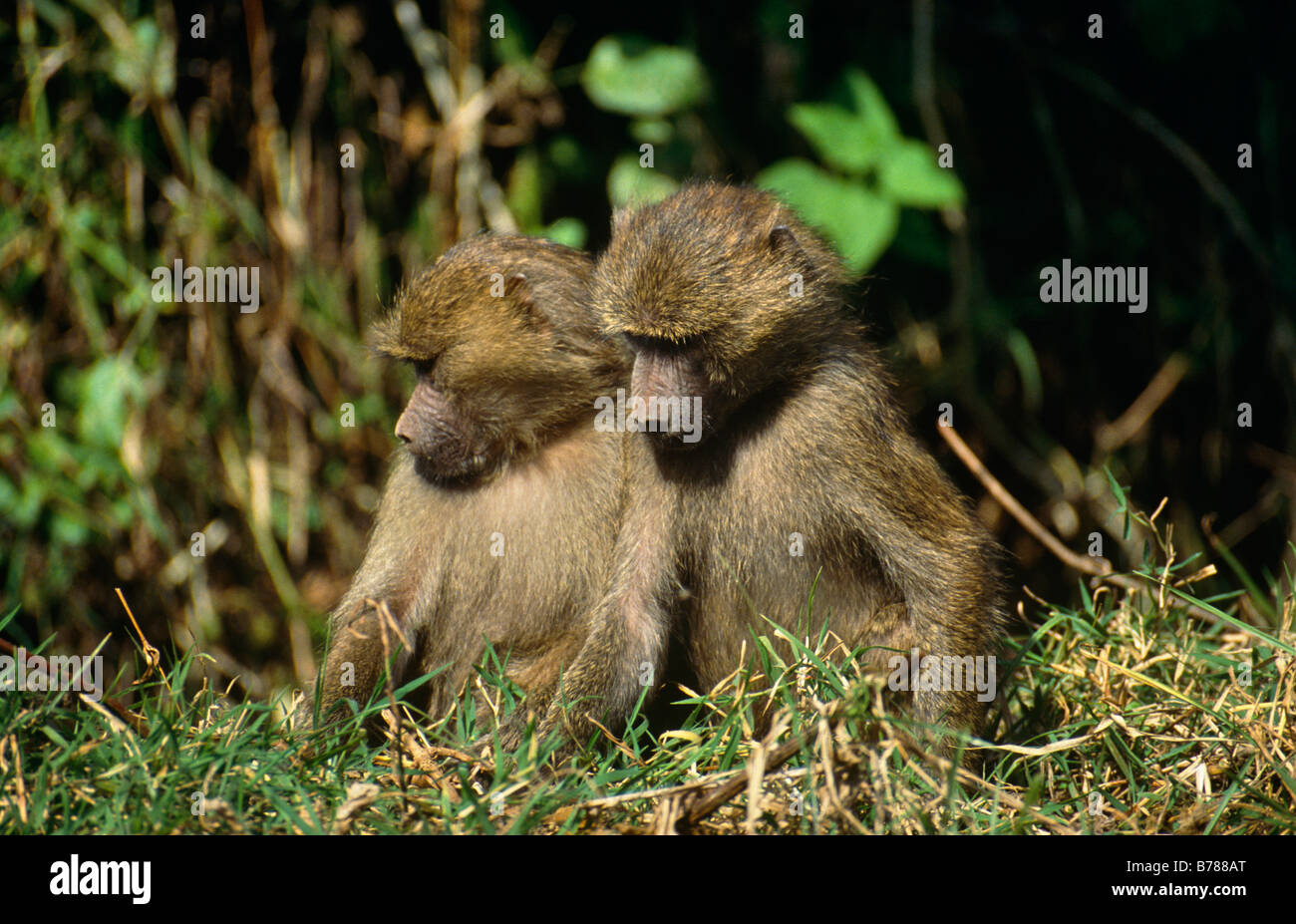 Great Rift Valley NCA Ngorongoro crater conservation area Two young ...