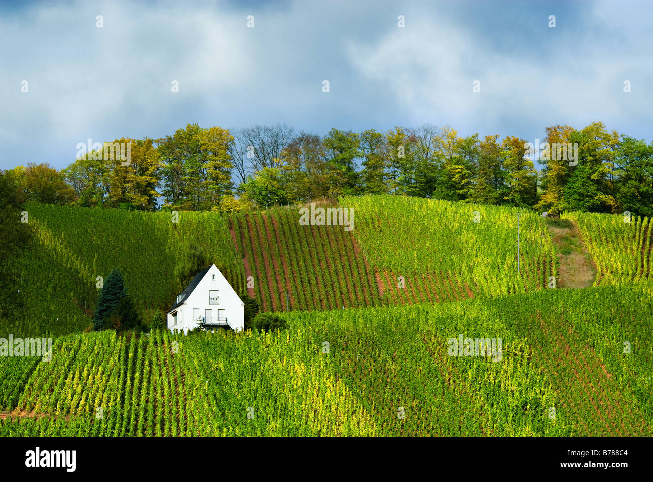 small house on the vineyards along the mosel river in germany Stock ...
