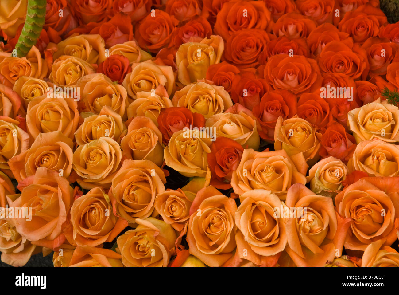 Peach and yellow gladiolus hi-res stock photography and images - Alamy