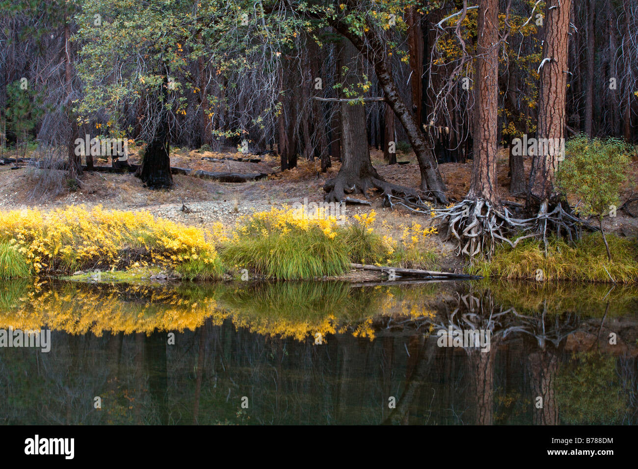 Native plants flush yellow during autumn along the MERCED RIVER in ...