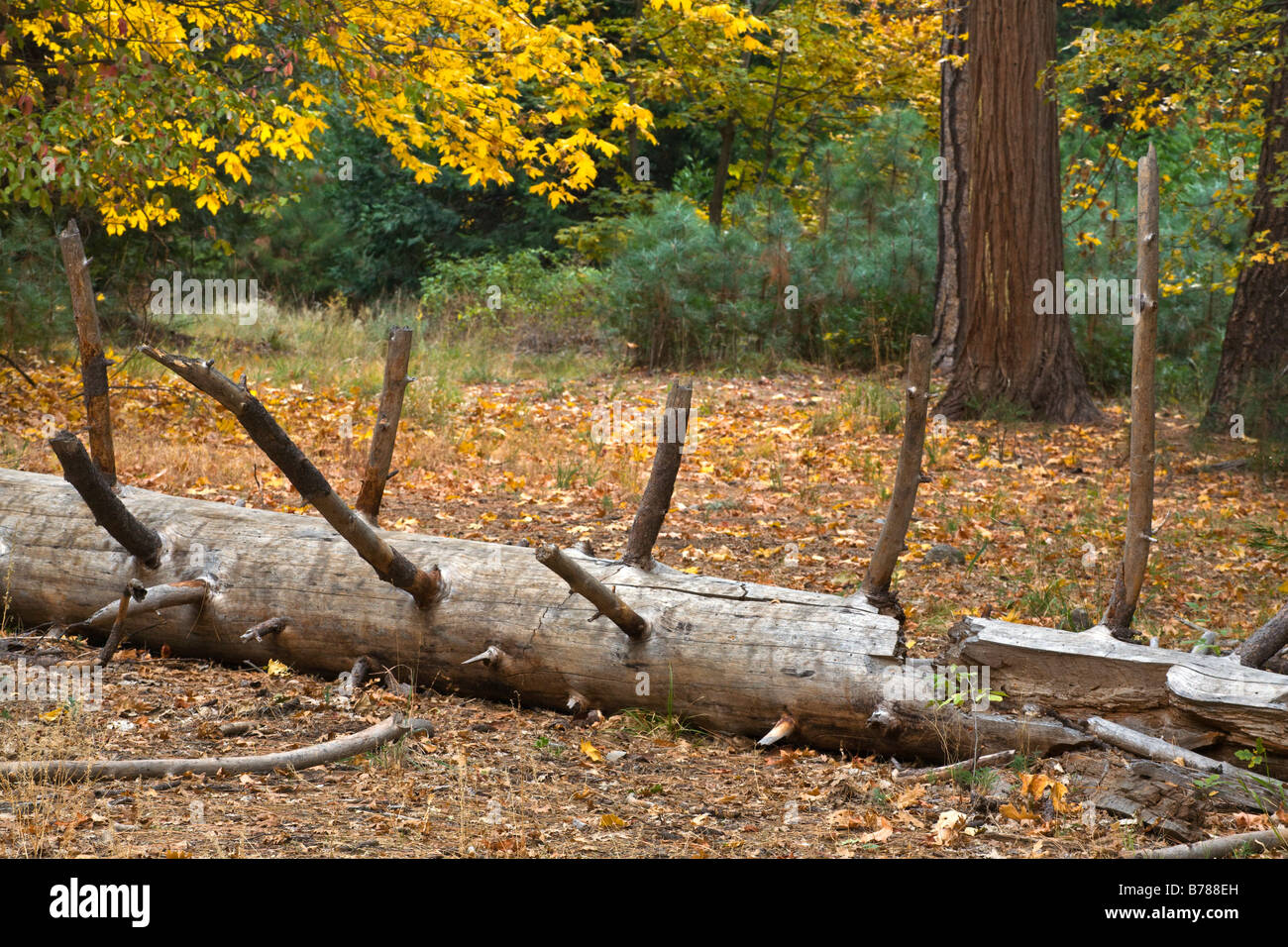 Fallen log hi-res stock photography and images - Alamy