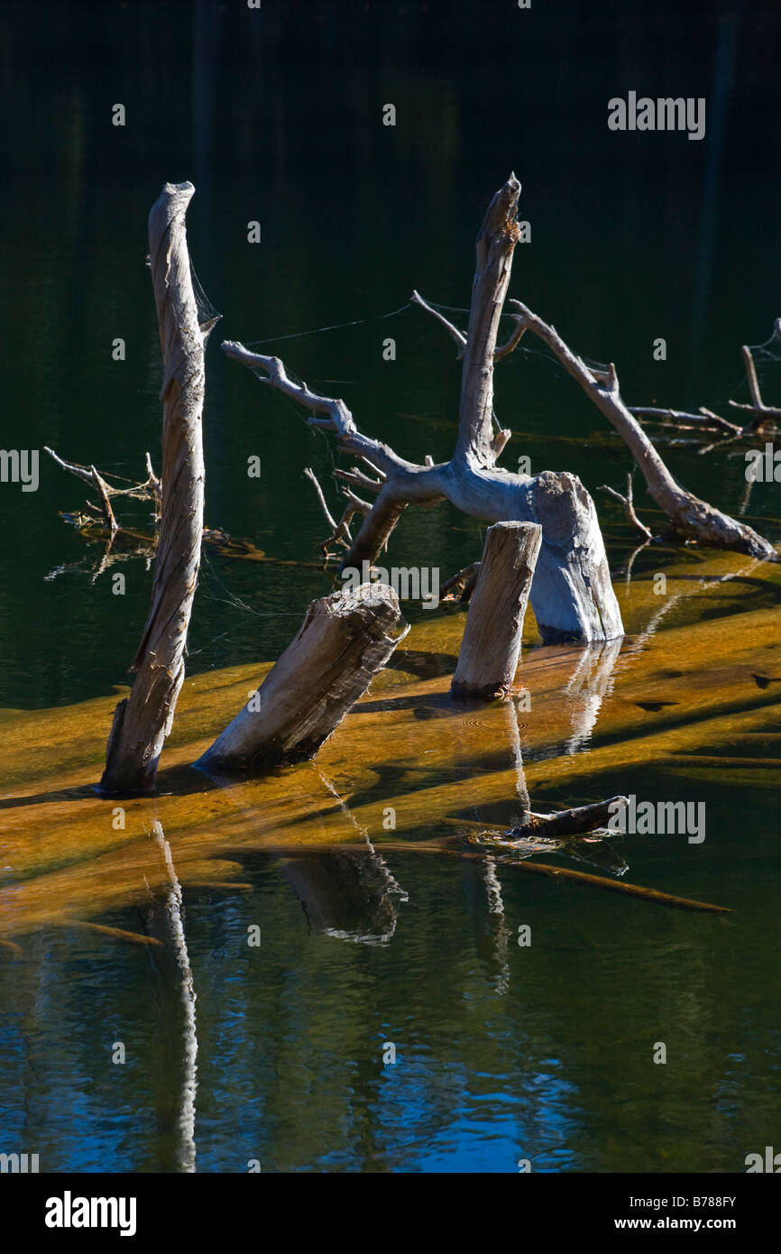 Sunken logs in LUKENS LAKE is a 3 mile hike from White Wolf camp off of ...