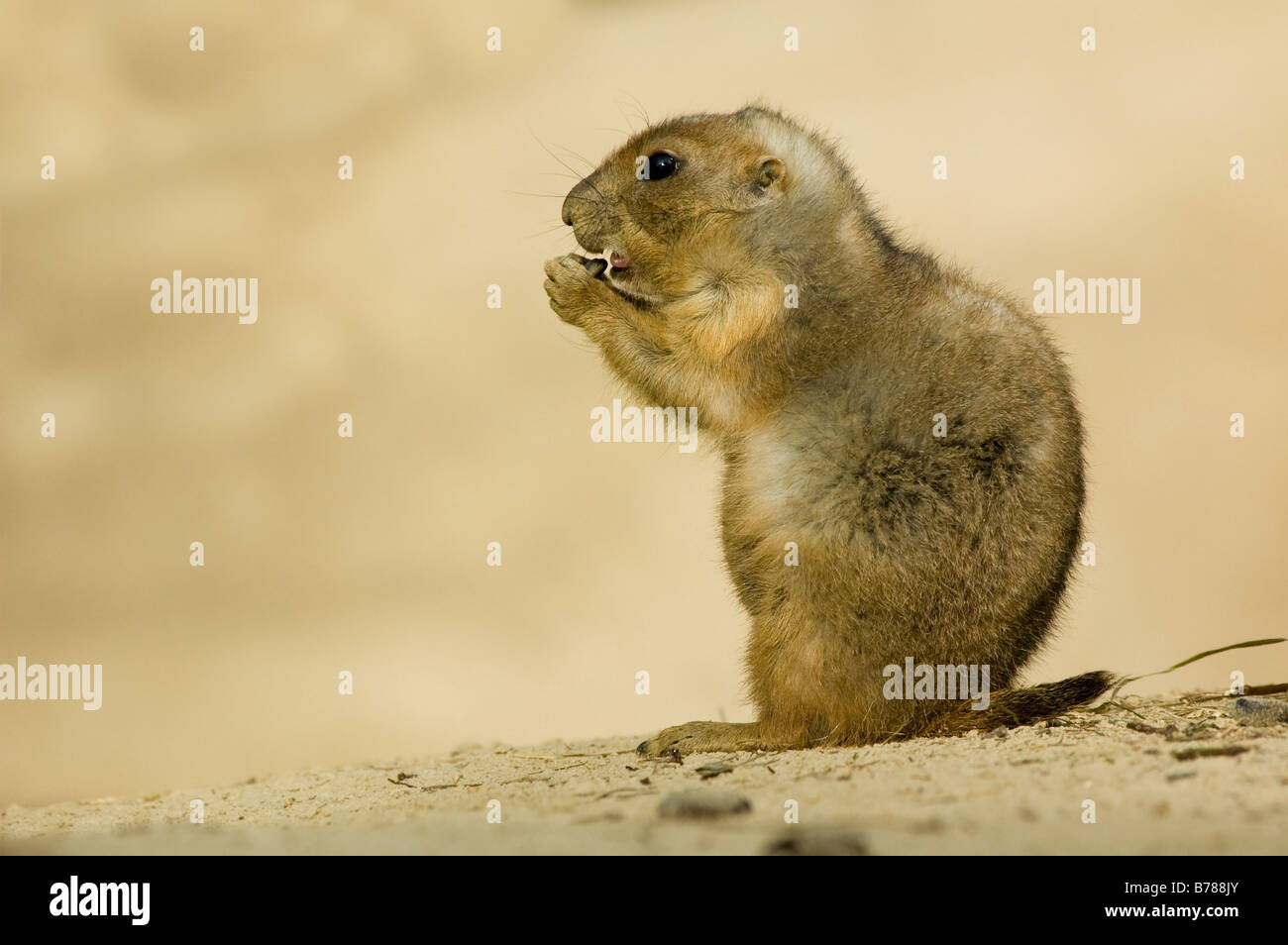 cute prairie dog Stock Photo - Alamy