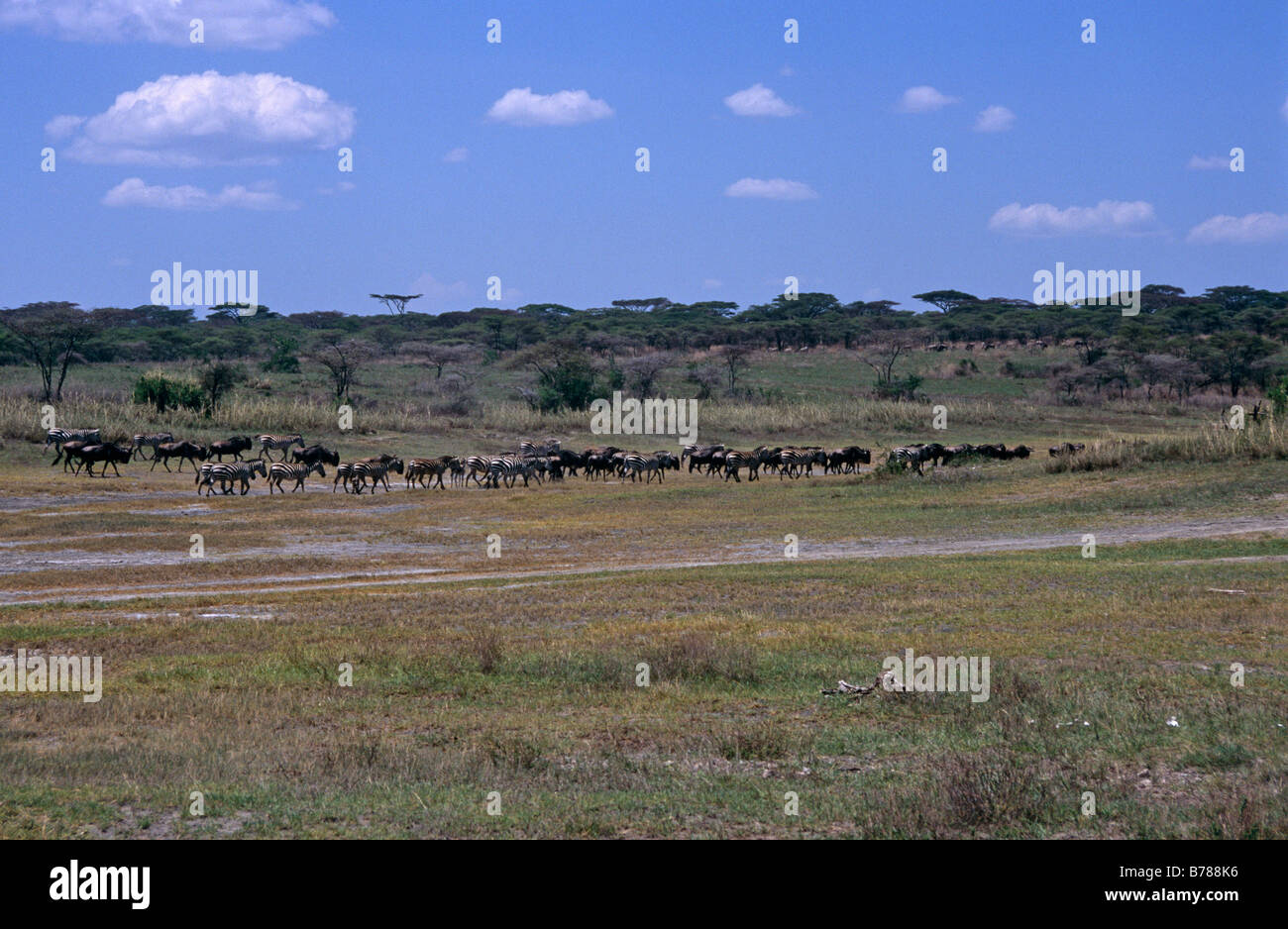 Herds of wildebeest and other animals move across the plains of the ...