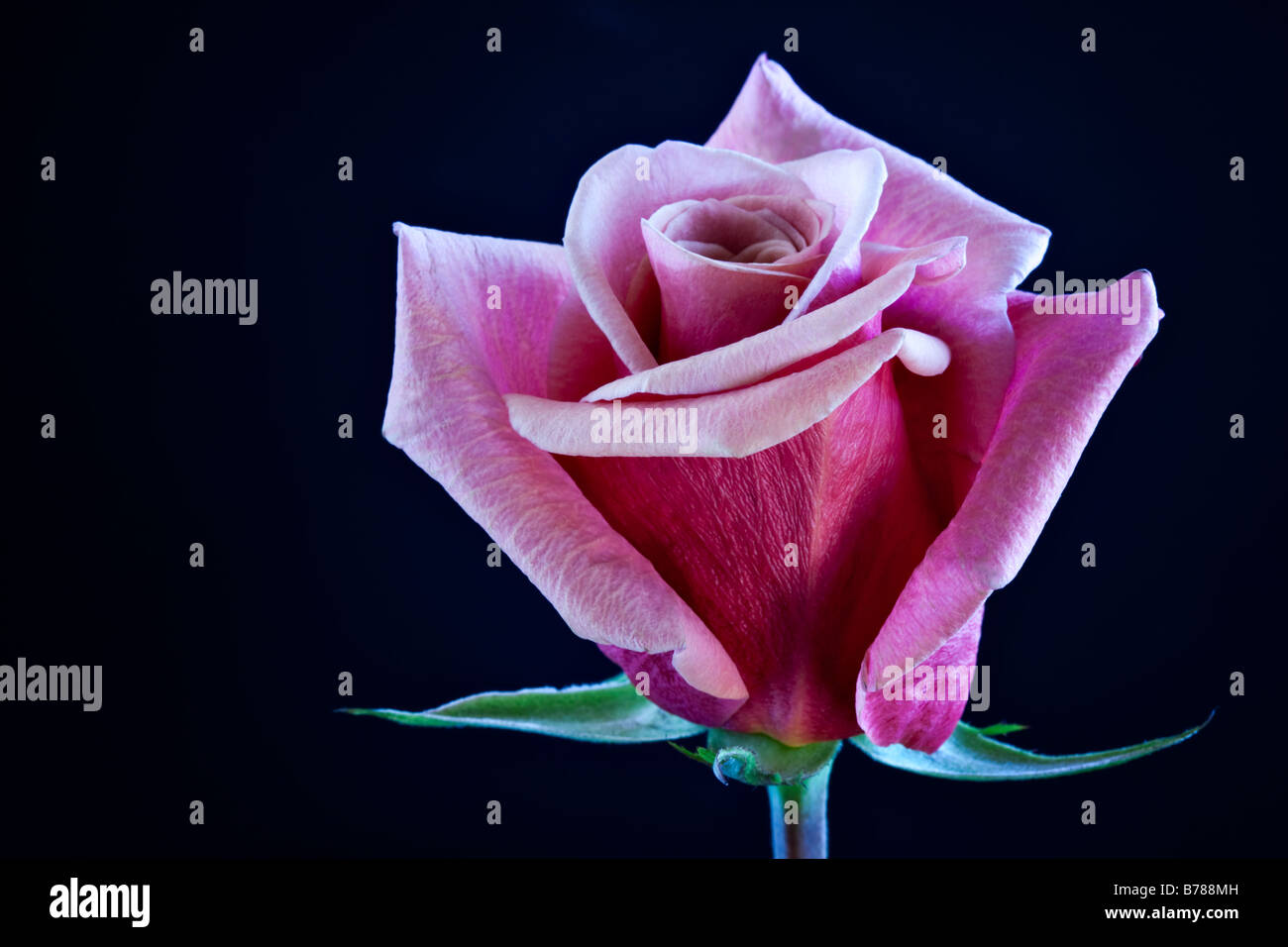 Single long-stemmed pink rose on dark blue background with copy space ...