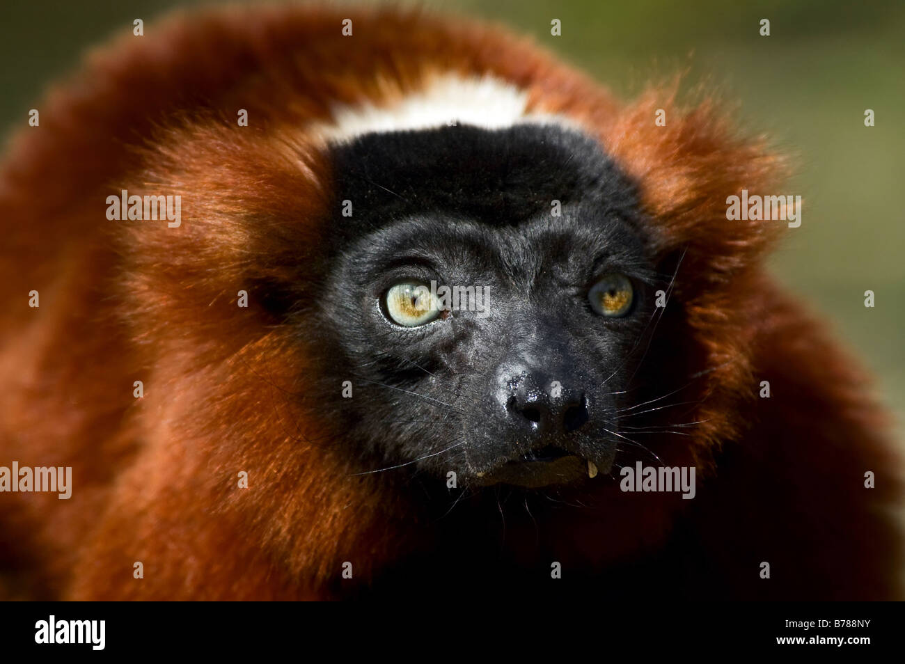 Red ruffed lemur hi-res stock photography and images - Alamy
